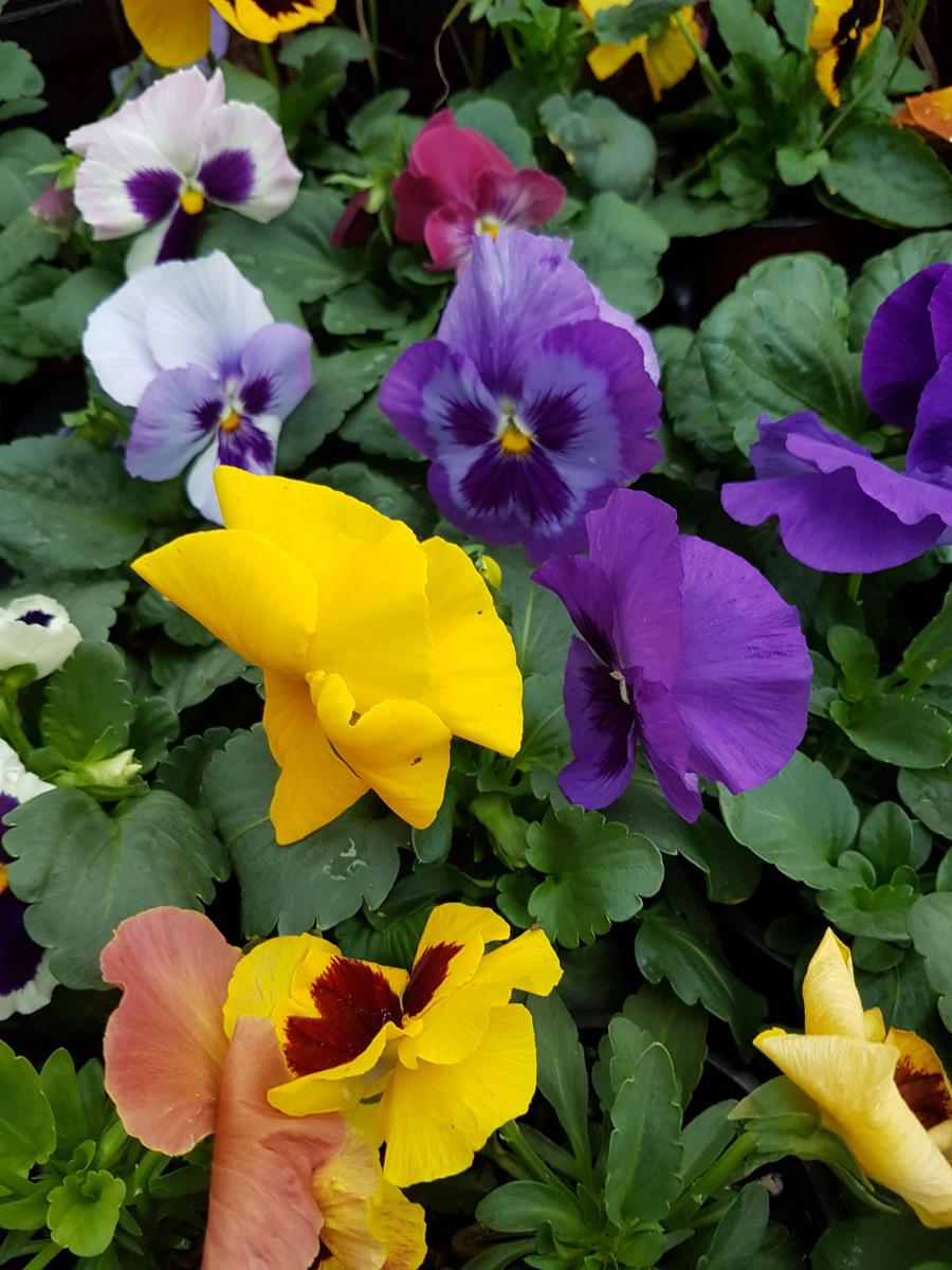 Panse - Πανσέδες - Gardens