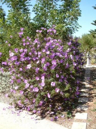 Alyogyne huegelii - Gardens