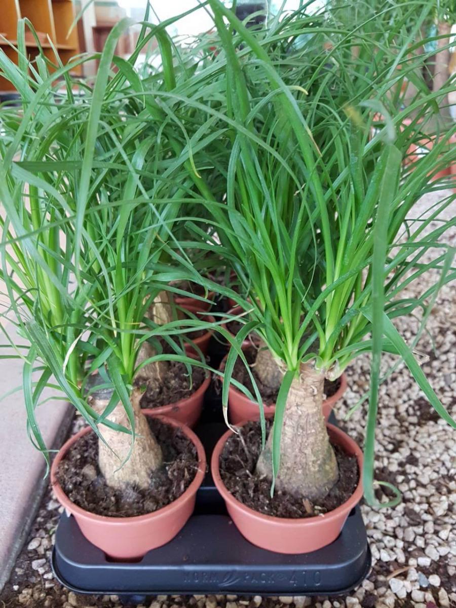 Beaucarnea nolina-Νολινα - Gardens