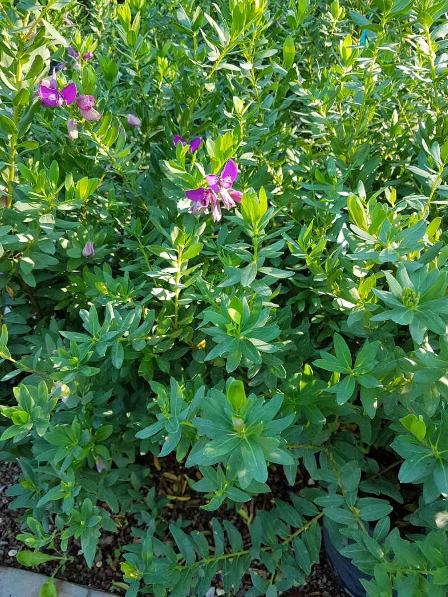 Polygala - Gardens