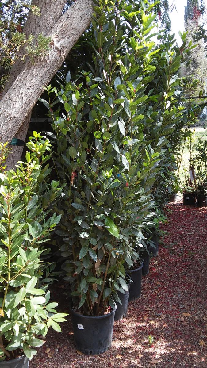 Laurus Nobilis - Gardens