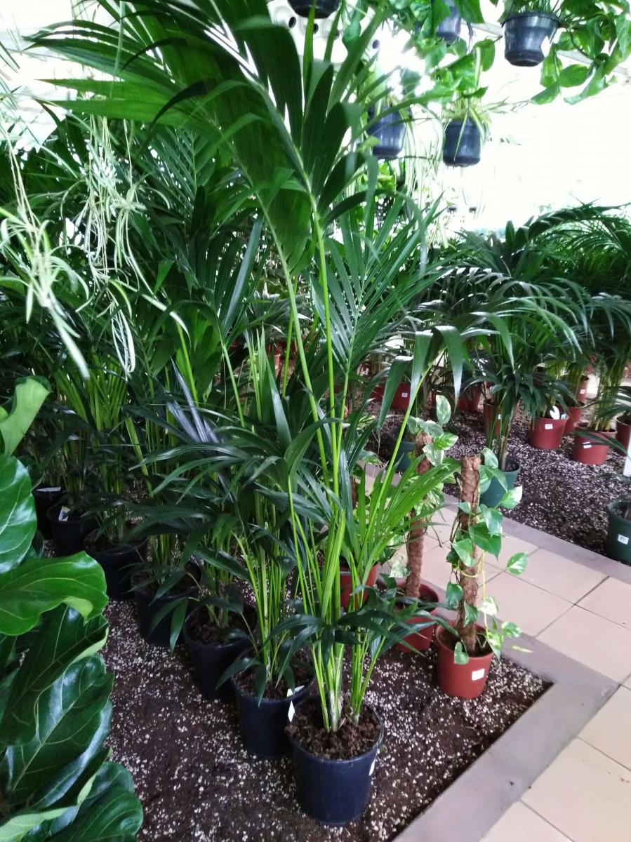 Howea kentia - Gardens