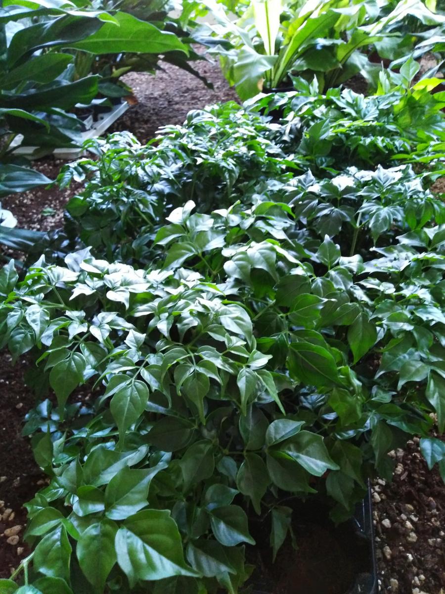 Radermachera sinica - Gardens